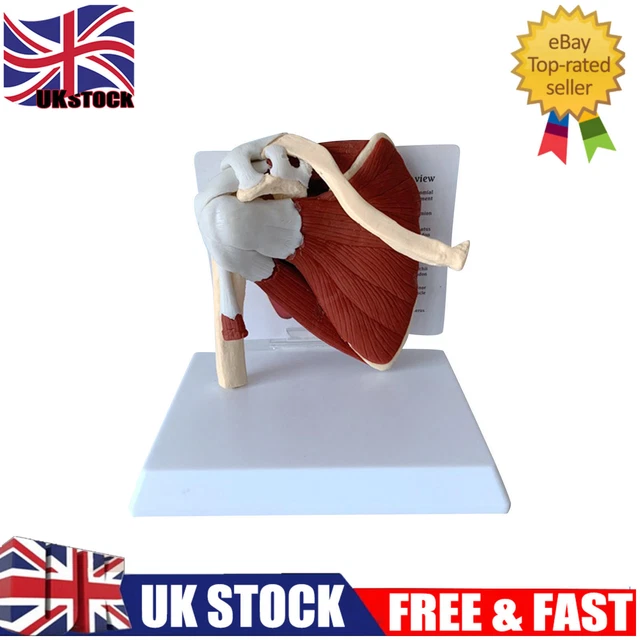 LIFE SIZE HUMAN Shoulder Joint Model Skeleton Model Anatomy Models ...