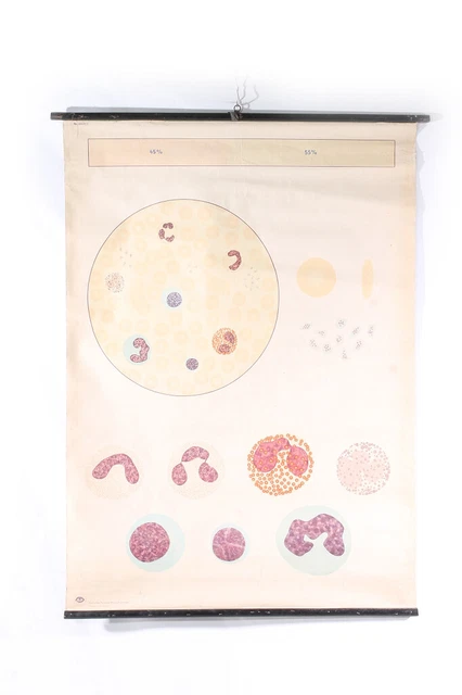 WALL CHART ROLL Chart Card The Blood I Unterricht Vintage $49.00 ...