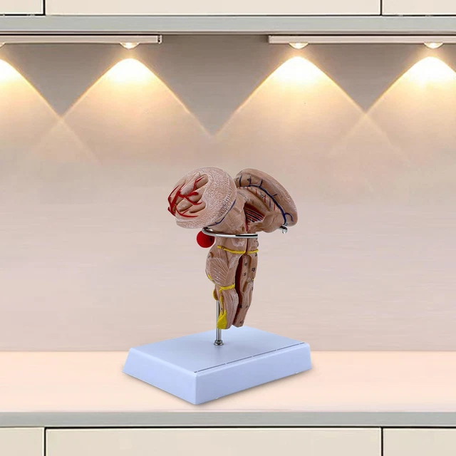 HUMAN BRAIN STEM Anatomy Model for Science Research Lightweight ...