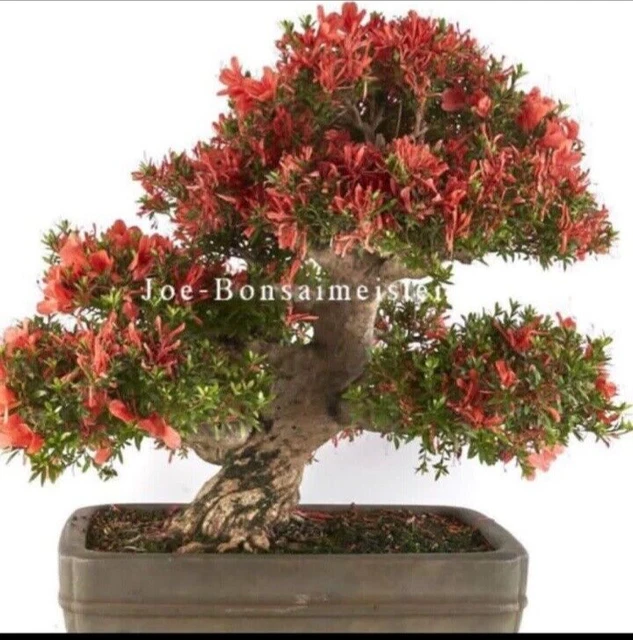 JOE MEGA BONSAI "Kinsai" Rarität Jap.Satsuki SUPER Azalee TOKONAME ...