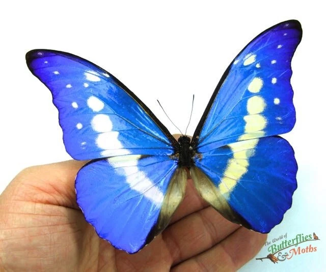 BLUE MORPHO BUTTERFLY Morpho Rhetenor Helena SET x1 A1- Male Entomology ...