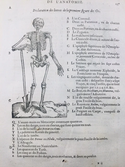 ANATOMY 1614 SKELETON Rare Wood Engraving Doctor Ambrose Dressed ...