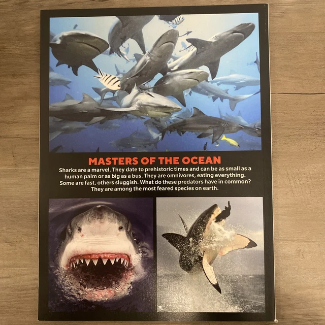 LIFE MAGAZINE SHARKS Predators Of The Sea 2025 *NEW* How They Hunt ...
