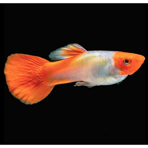 1 PAIR RED CAP KOI Guppies (Poecilia reticulata Livebearer) - Home Bred ...
