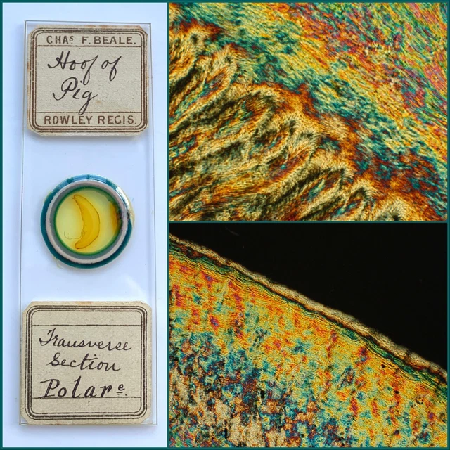 CHARLES F.BEALE ANTIQUE Microscope Slide. Hoof of Pig £23.70 - PicClick UK