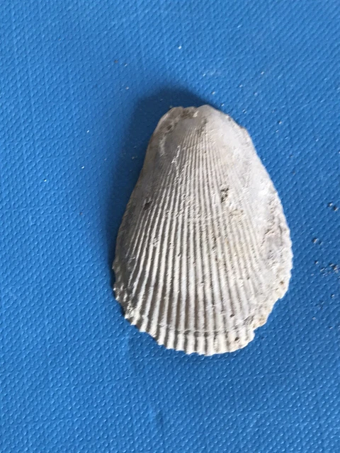 LIMA RARA Fossile Shell BIVALVES Lutetien Bassin Parisien EUR 4,00 ...