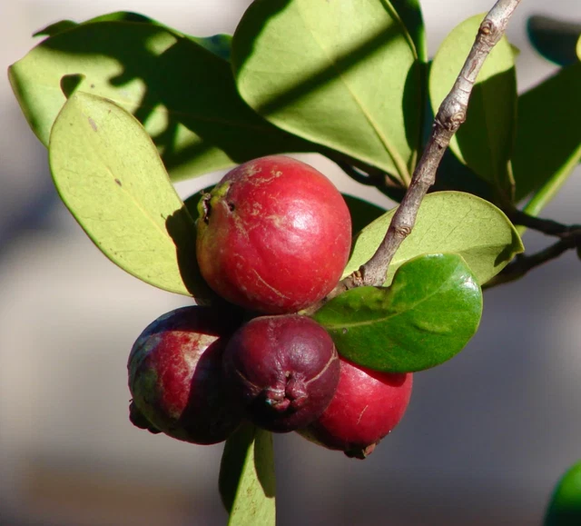 PSIDIUM CATTLEIANUM RED 40-50cm - - guava fragola (strawberry guava ...