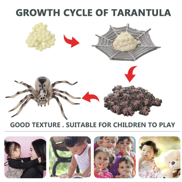 LIFE CYCLE FIGURINES Life Cycle Of Spider Figurines Toys Tarantula ...