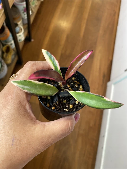 HOYA LORI LYN Albo Marginata Wayetii Albo Very Rare Full House Plant💕 ...