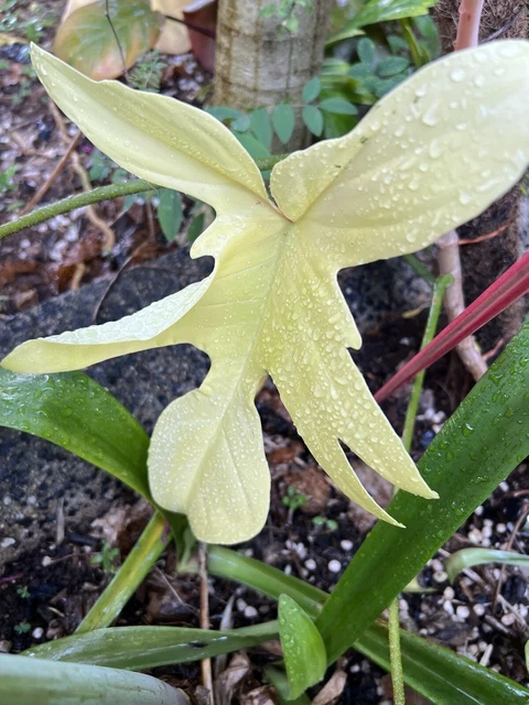 PHILODENDRON FLORIDA GHOST Rare Aroid. $60.00 - PicClick AU