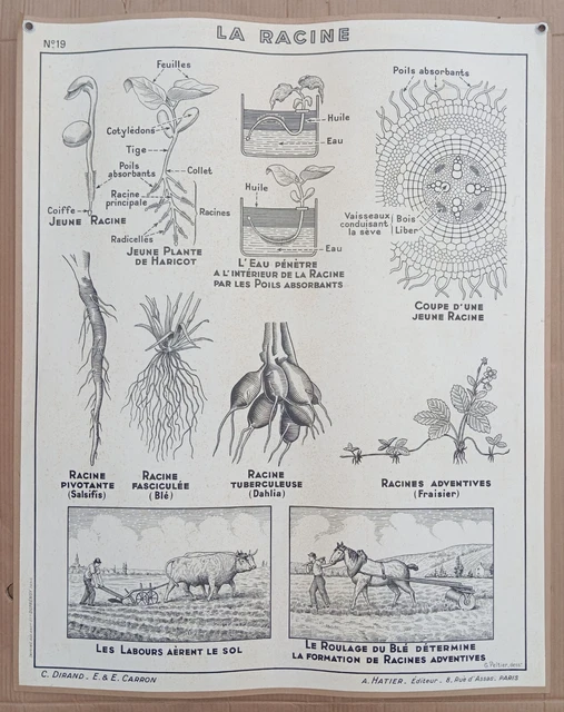 🪴 ANCIENNE AFFICHE scolaire sciences Hatier, 1950 - 19 Plantes : racine ...