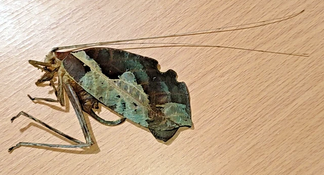 ORTHOPTERA TETTIGONIIDAE PTEROCHROZA ocellata female N°28 FROM LORETO ...