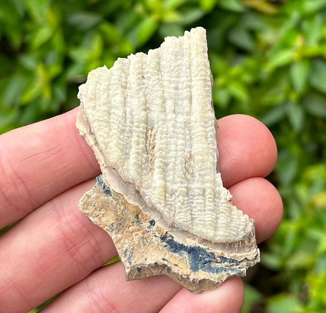 RARE FOSSIL ICE Age Mammal Tooth Fragment Pleistocene Age Megafauna ...