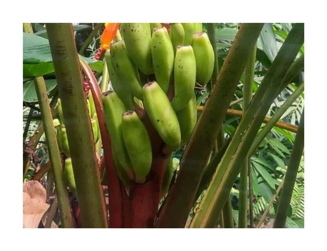 10X MUSA (BANANIER) Aurantiaca(Musa Ornata Orange) Bananes Jardin ...