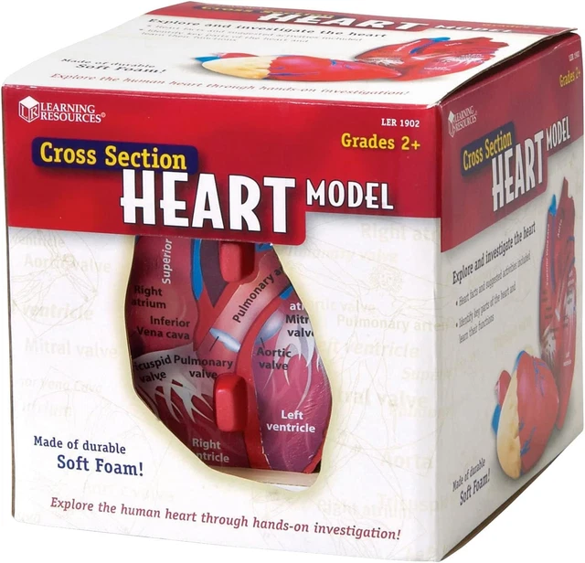 LEARNING RESOURCES CROSS-SECTION Human Heart Model, Large Foam ...