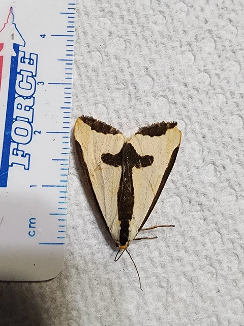 CROSS MOTH HAPLOA clymene aka Jesus Christ Moth Spread as Seen Here # ...