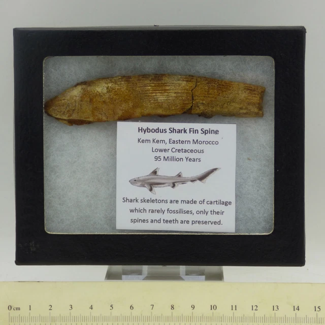 FOSSIL SHARK FIN Spine Hybodus Morocco Cretaceous 95 MYO Striker ...