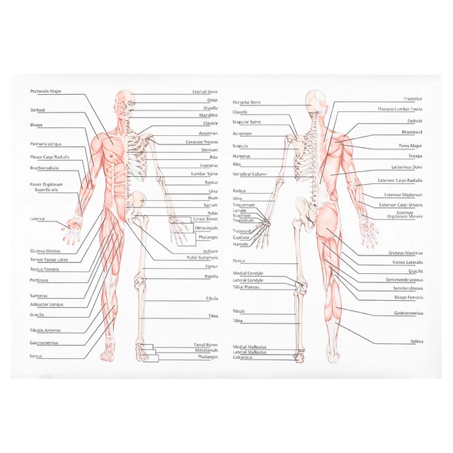 POSTER SILK CLOTH Student Human Body Posters Skeleton Anatomy £6.40 ...