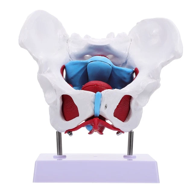 PELVIC MODEL HUMAN Female Pelvis Anatomy Anatomical with and Muscles £ ...