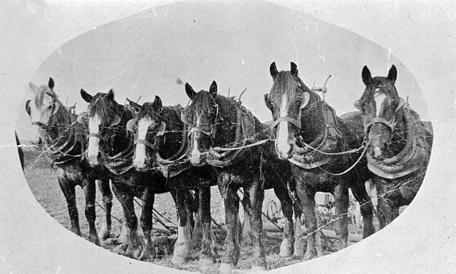 SIX-HORSE TEAM MOUNT Mercer Victoria 1910-1920 OLD PHOTO £3.30 ...