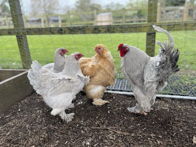 6 X LEMON Pyle/Lavender Brahma eggs £25.00 - PicClick UK