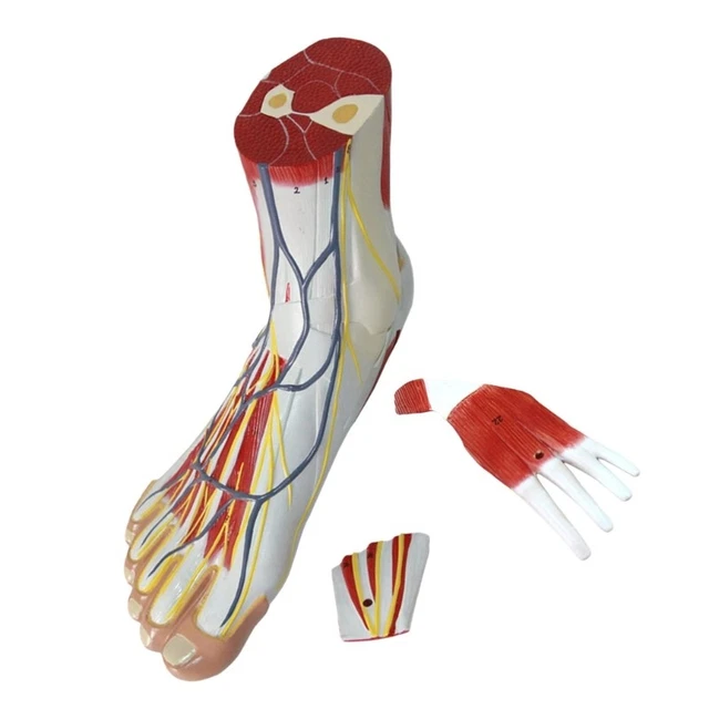 FOOT ANATOMY TEACHING Tool Muscles Blood Vessels Nerves Model ...