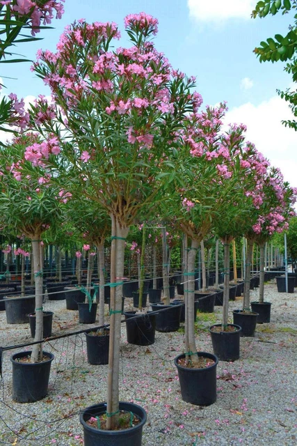 OLEANDRO AD ALBERELLO Nerium oleander pianta mastello ø45 cm circonf ...