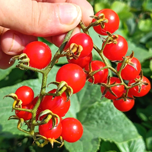 TOMATEN ROTE JOHANNISBEERE Samen produktive Kirschtomate Wildtomate ...