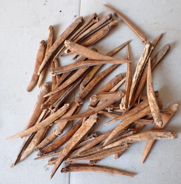 TAINO LOT X 50 Fish Bone For Taino Necklace EUR 49,00 - PicClick FR