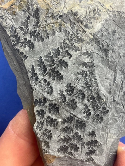 CARBONIFEROUS PLANT FOSSIL Sphenopteris Fossilien Karbon plant Germany ...
