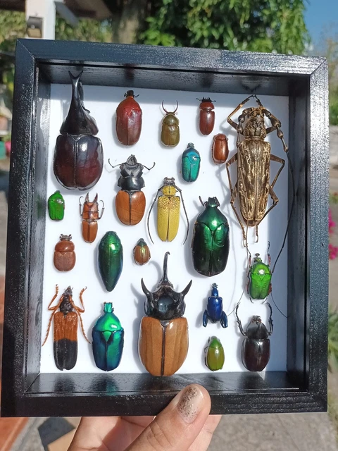 REAL INSECT BUG Butterfly Taxidermy Display Wood Framed Case Box ...