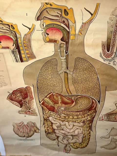 VINTAGE ADAM ROUILLY Medical Chart The Digestive System Anatomical ...