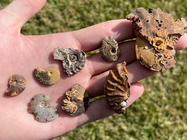 TEXAS FOSSIL AMMONITE LOT Engonoceras and Others Cretaceous Dinosaur ...