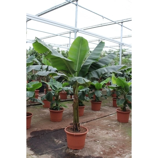 MUSA BASJOO VERSCHIEDENE Bananen (Musa basjoo / Dwarf Cavendish / Lotus ...