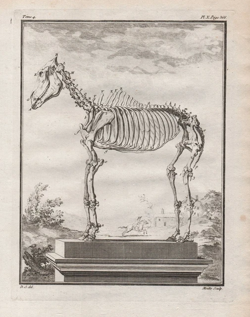PFERD HORSE CHEVAL Skelett skeleton gravure Kupferstich engraving ...