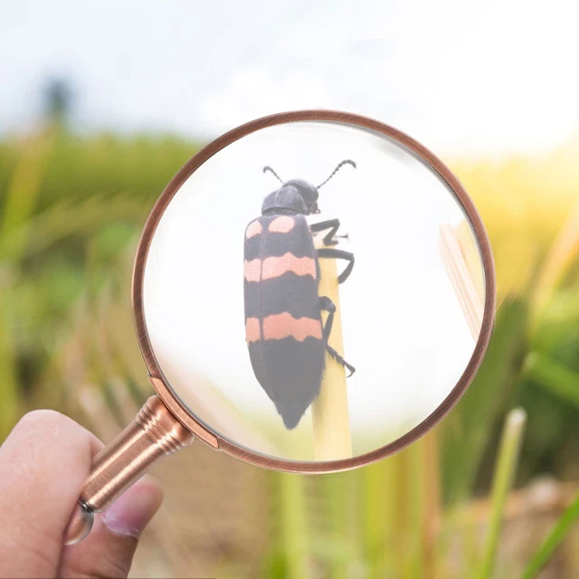 READING MAGNIFIER SENIOR Magnafying Glass Hobby Tool Magnifiers ...