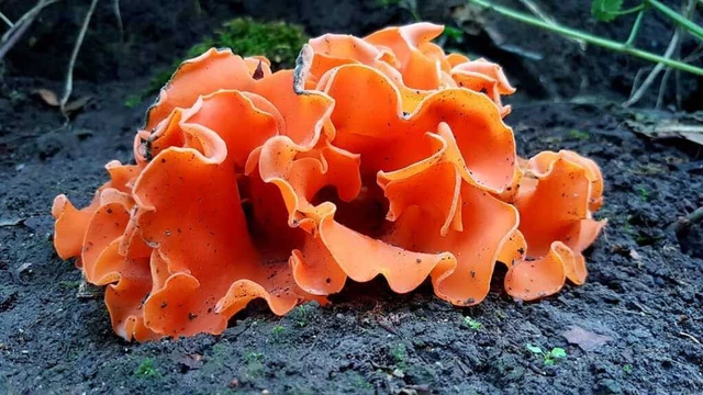 DISCINA PERLATA DRY mycelium Discina ancilis 30g Gyromitra perlata ...