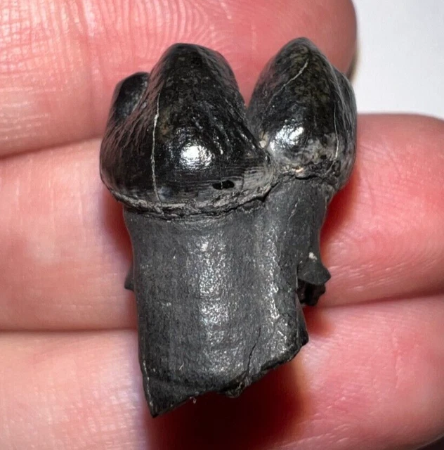 ICE AGE FOSSIL Manatee Tooth from the Pleistocene of Florida! .85 ...