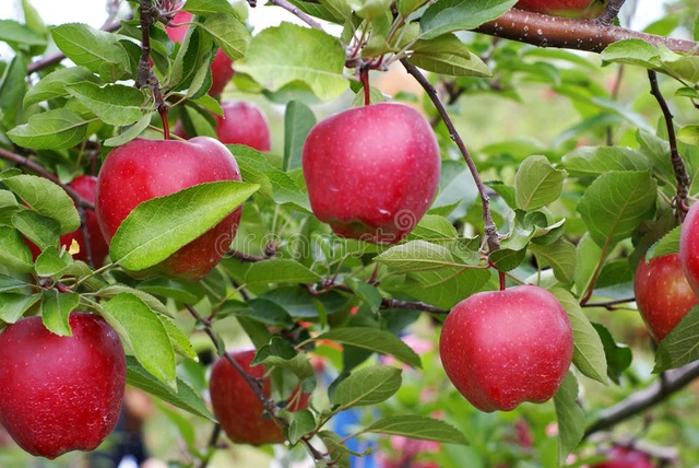 APFELPFLANZE STARKSPUR RED delicious Topf 24cm EUR 14,99 - PicClick DE
