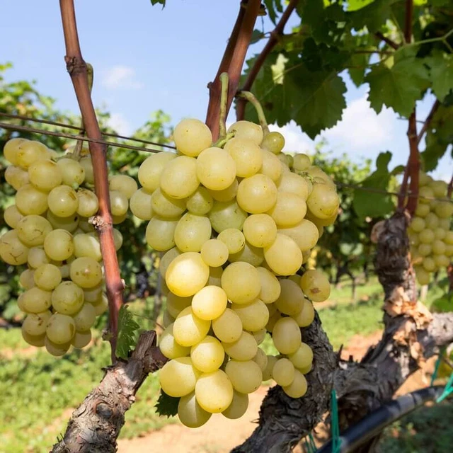 VITIS 'MUSCAT REINE des vignes' *ZPd4 - Vigne 'Reine des vignes ...