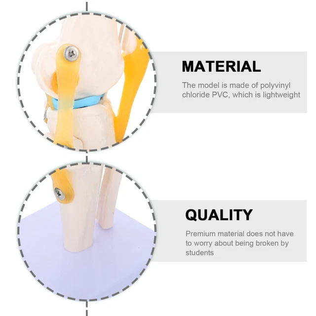 HUMAN BODY SIMULATION Knee Anatomy 3d Model Anatomy Model Knee 3d Model ...