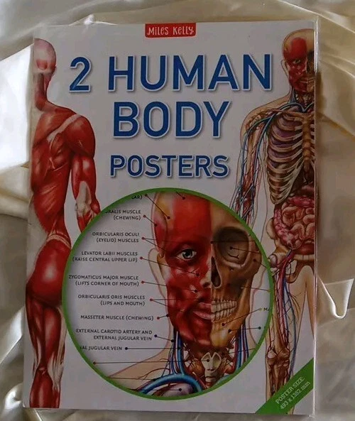 HUMAN ANATOMY POSTERS Miles Kelly Anterior/Posterior 2 Poster Pack, NEW ...