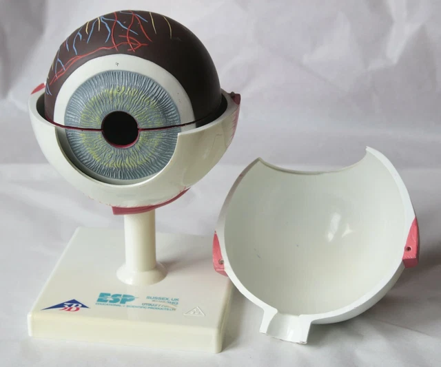 3B ANATOMICAL EYEBALL Model ESP Educational Scientific Products ...