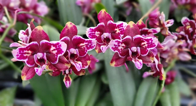 NOVELTY PHAL PHALAENOPSIS (Yaphon Perfume x Taida Pearl) 'ES'-FRAGRANT ...