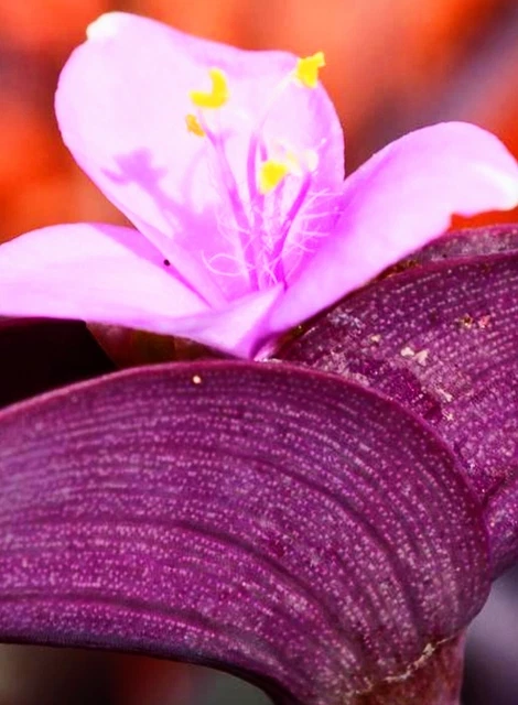 PURPLE HEART WANDERING Jew Tradescantia Pallida Purpurea Live Plant EUR ... PURPLE HEART WANDERING Jew Tradescantia Pallida Purpurea Live Plant EUR ...