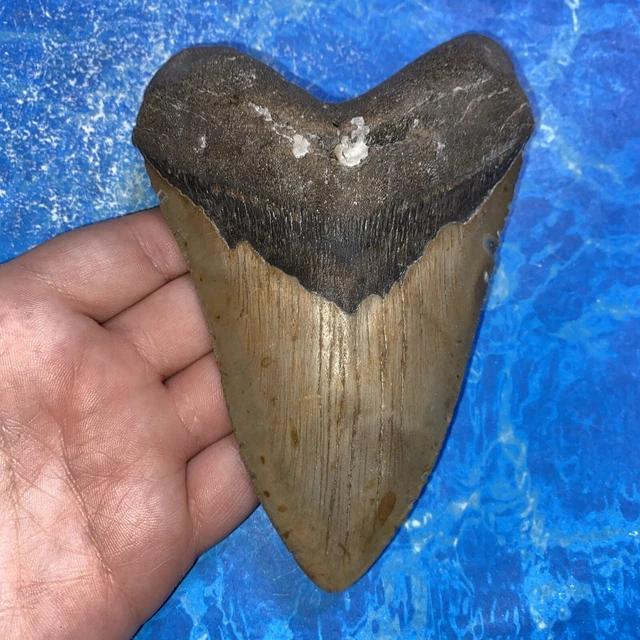 MEGALODON HAI ZAHN 5,72"" Riesige Zähne Meg Scuba Taucher Direkt Fossil ...