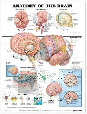 ANATOMY OF THE Brain Anatomical Chart - Laminated by Anatomical Chart ...