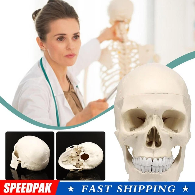 LIFE SIZE HUMAN Anatomical Anatomy Resin Head Bone Model Skull ...