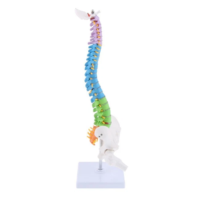ANATOMY HUMAN SPINE Vertebral Column with Pelvis Femur Skeleton Model ...