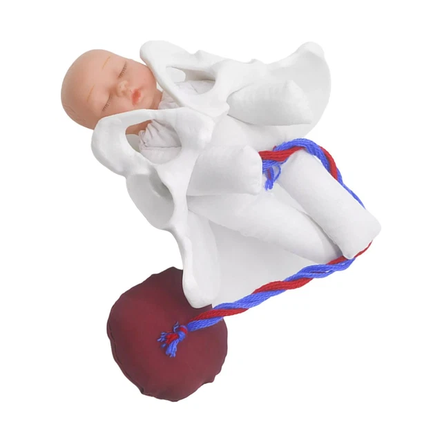 HUMAN FEMALE PELVIS Model Baby with Placenta Model for Science ...